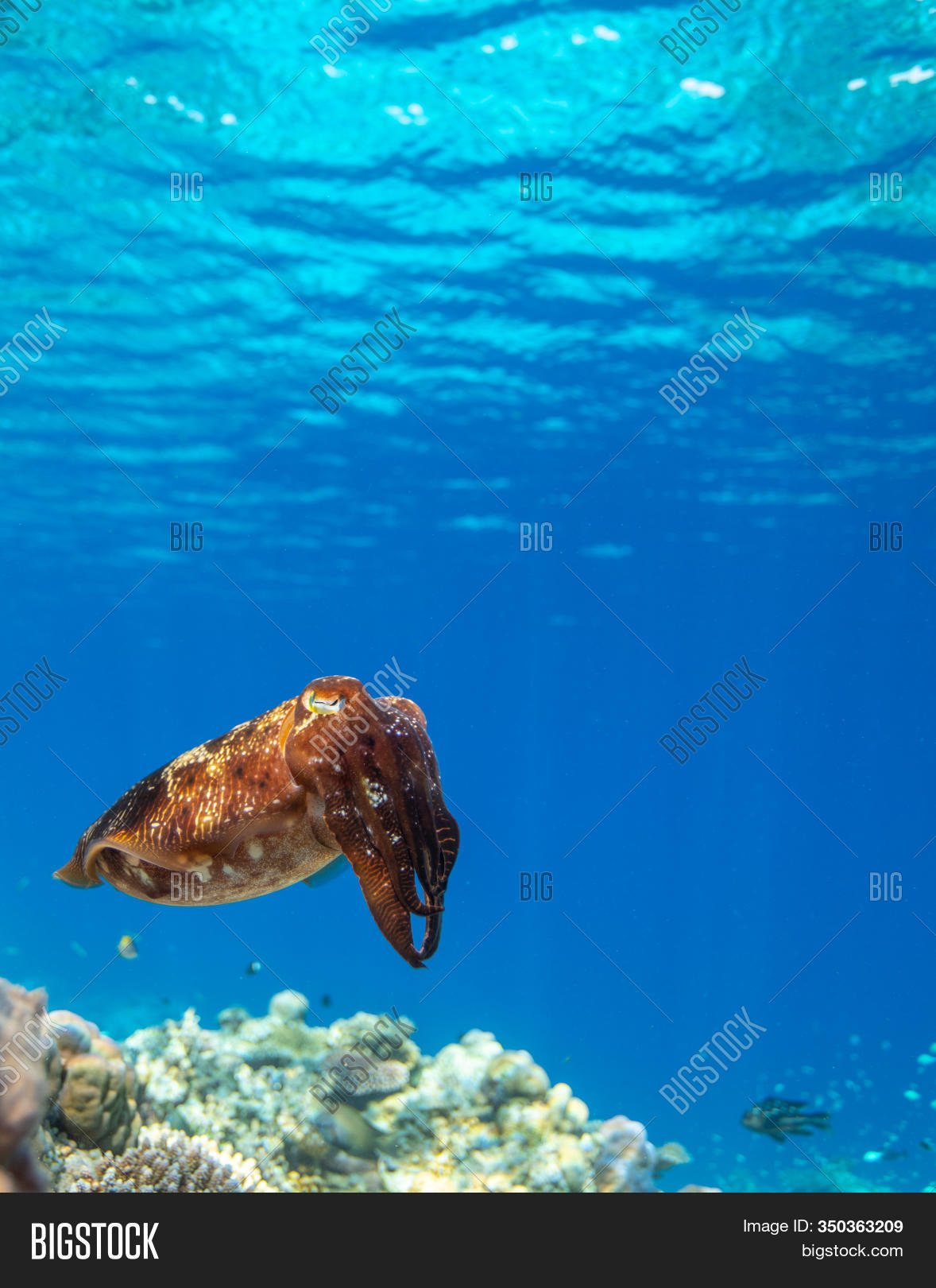 Cuttlefish On Colorful Image & Photo (Free Trial) | Bigstock
