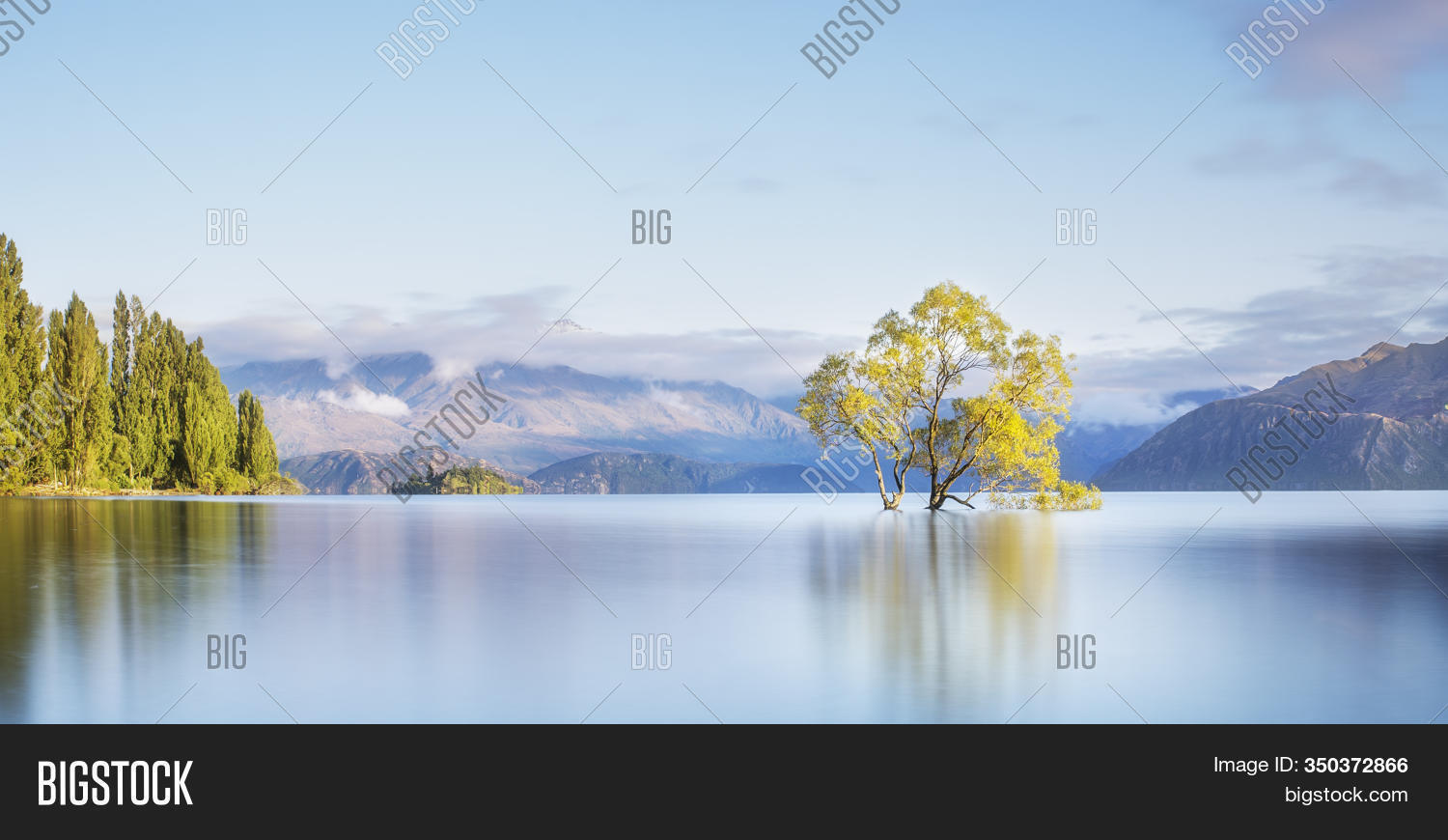 That Wanaka Tree New Image & Photo (Free Trial) | Bigstock