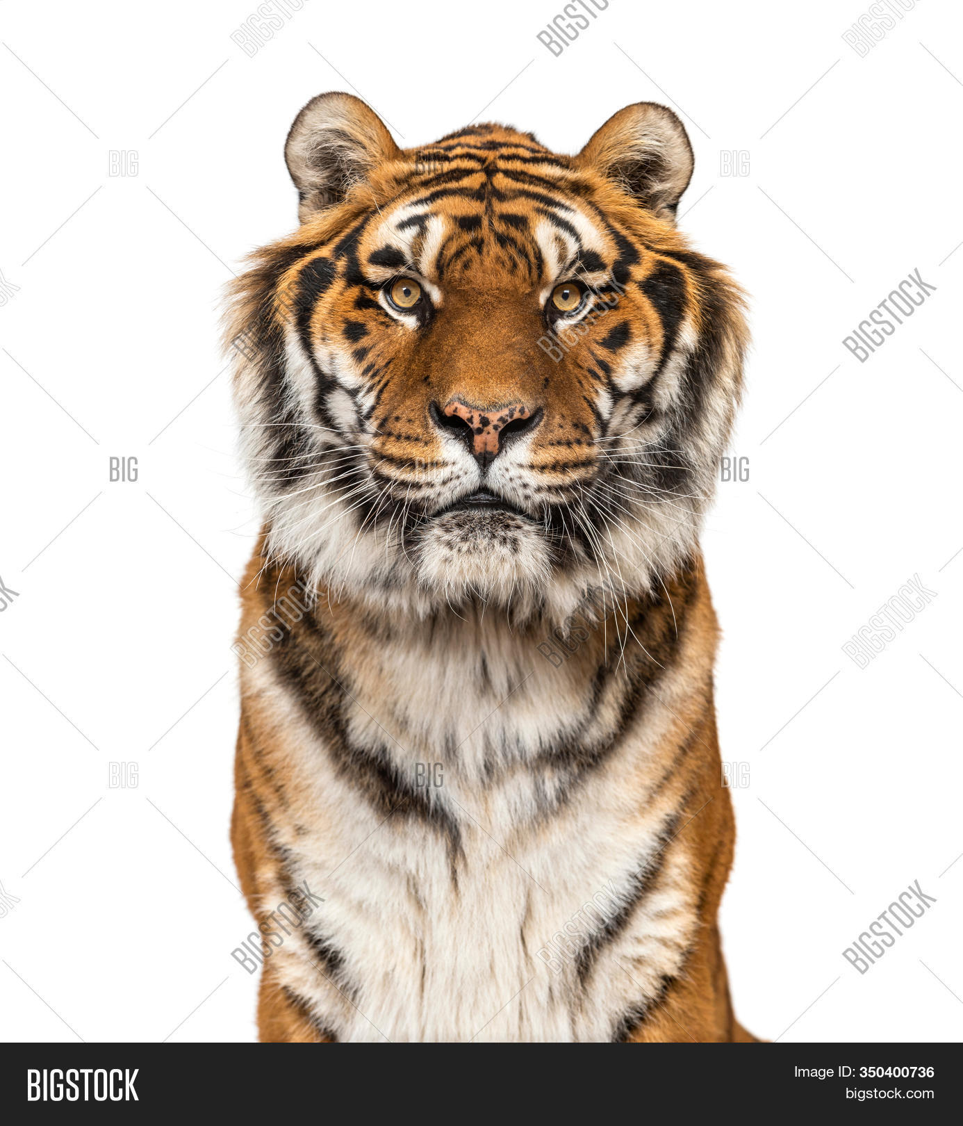 Close- On Male Tiger Image & Photo (Free Trial) | Bigstock
