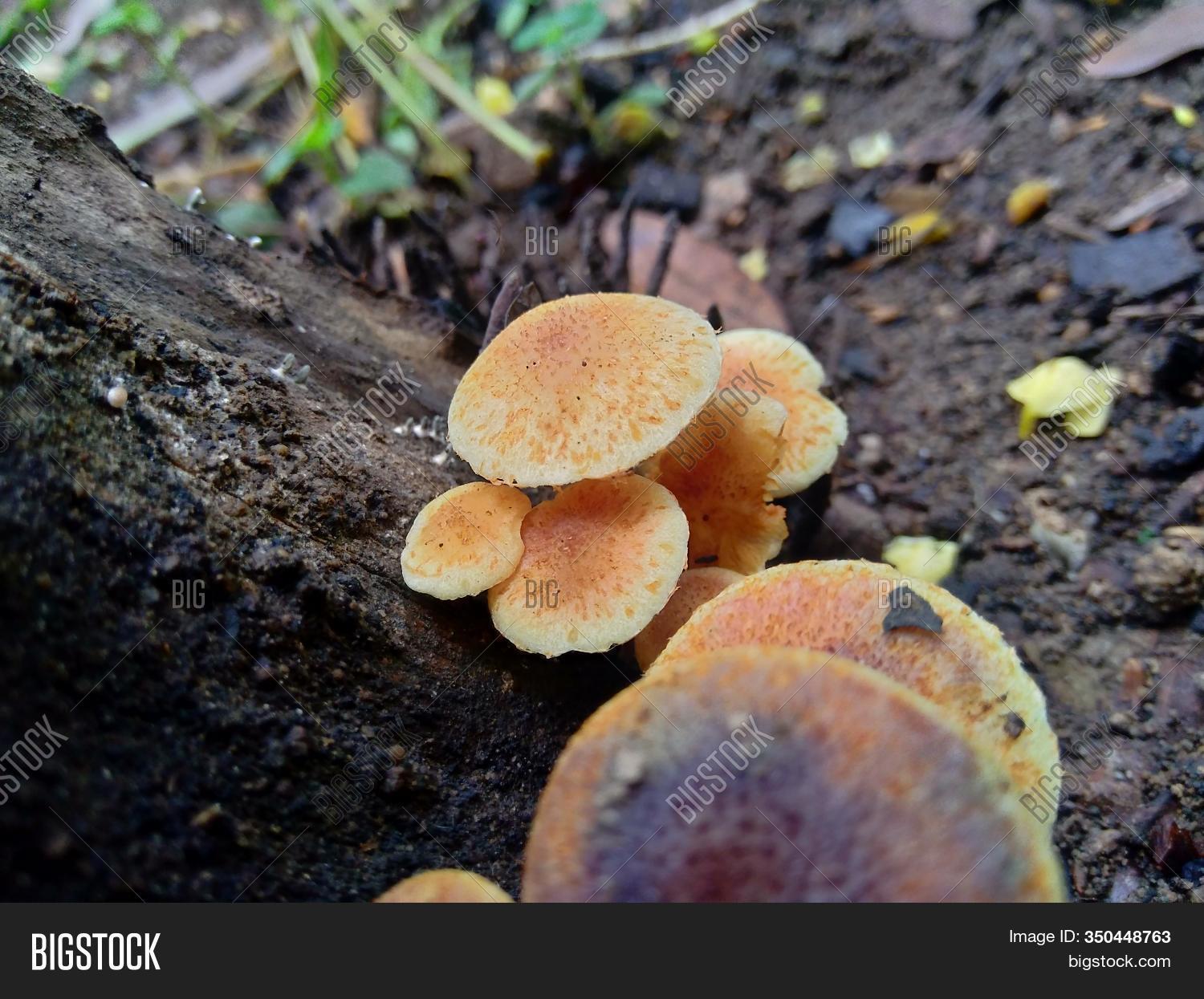 Exotic Poisonous Image & Photo (Free Trial) | Bigstock