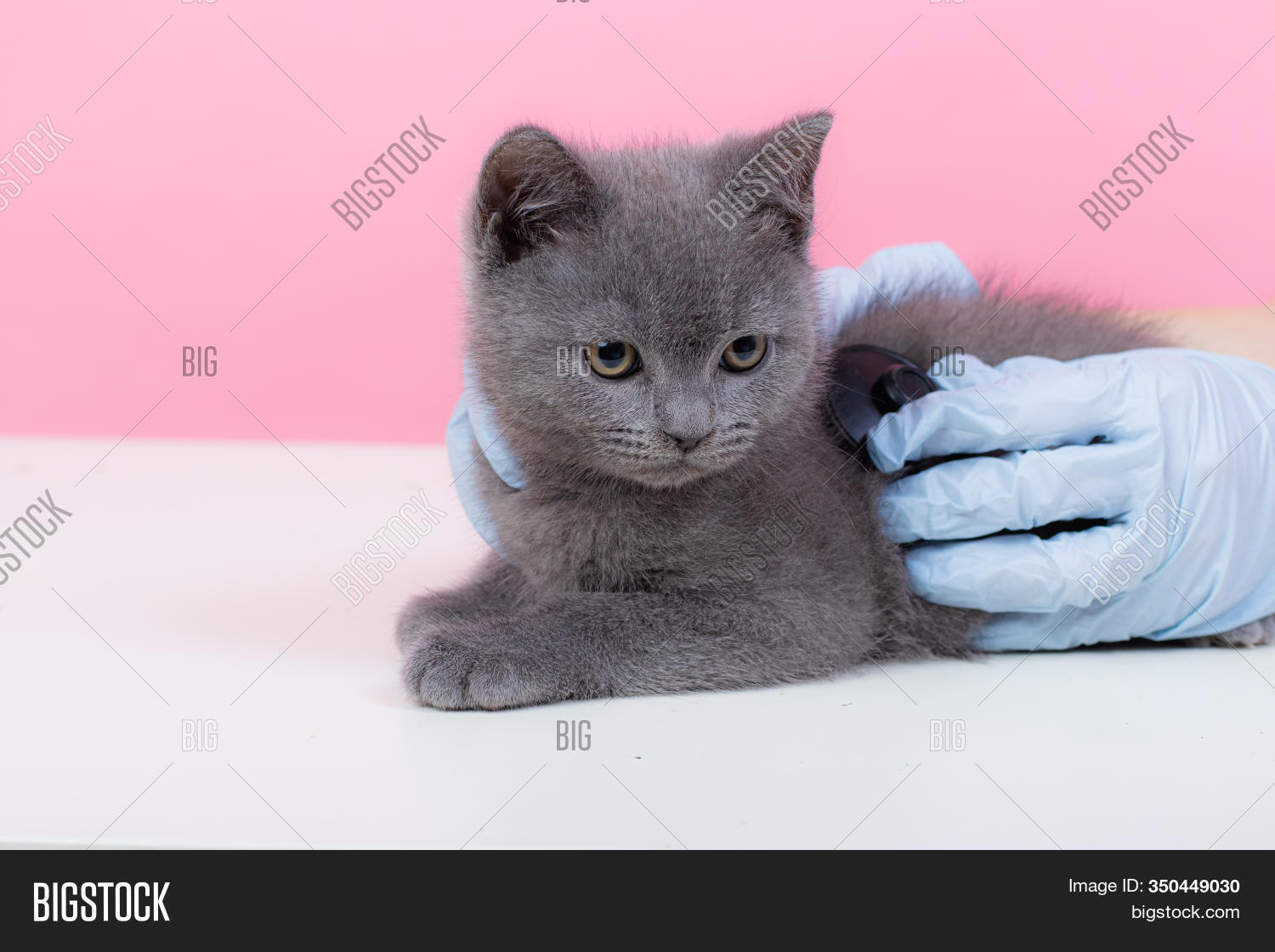 Cat Reception Image & Photo (Free Trial) | Bigstock