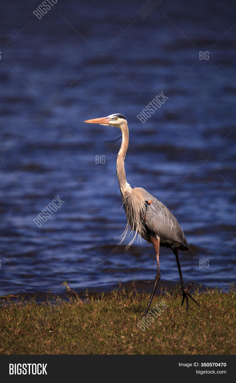 Large Wading Great Image & Photo (Free Trial) | Bigstock