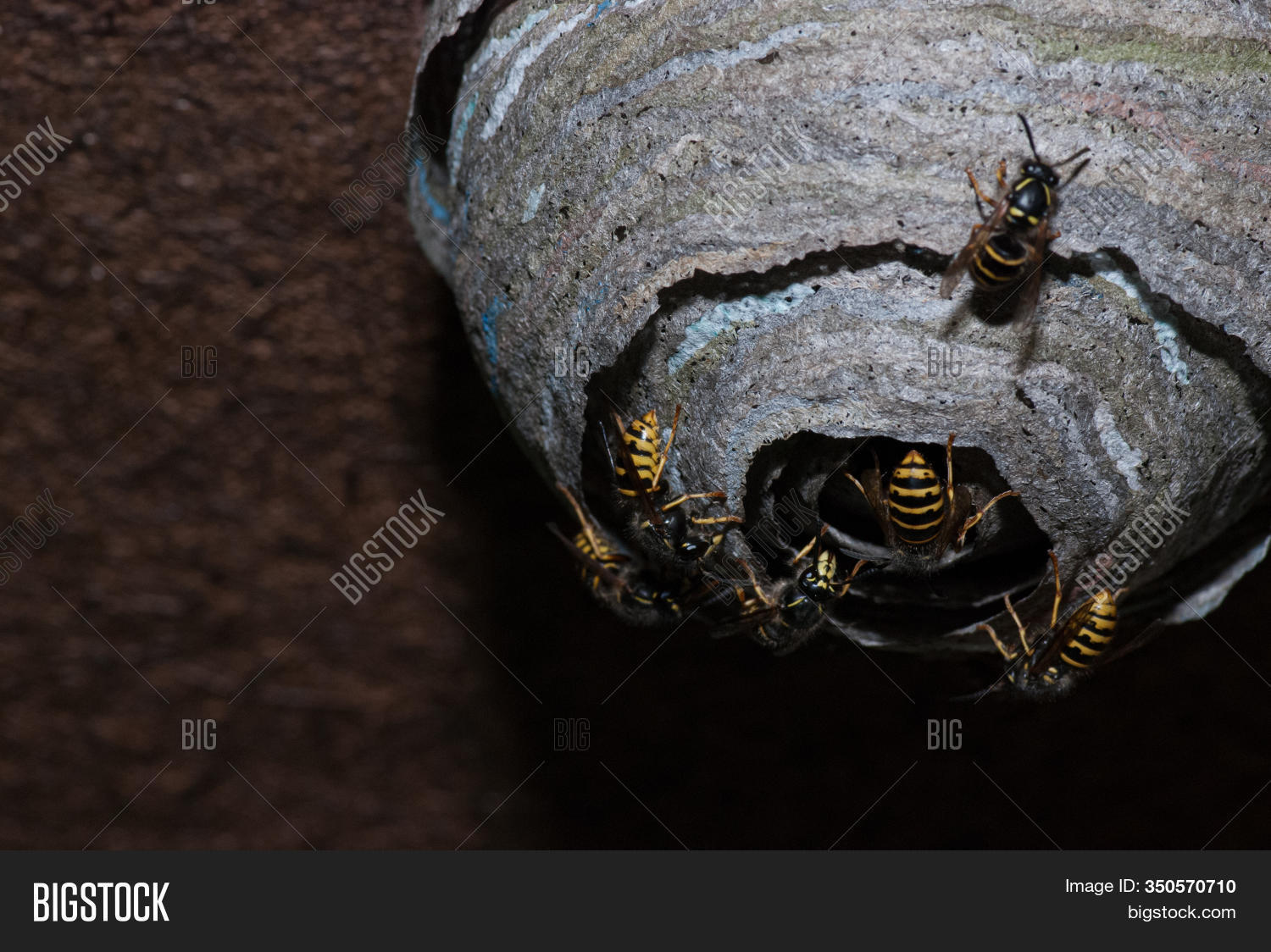 Terrible Wasps Nest On Image & Photo (Free Trial) | Bigstock
