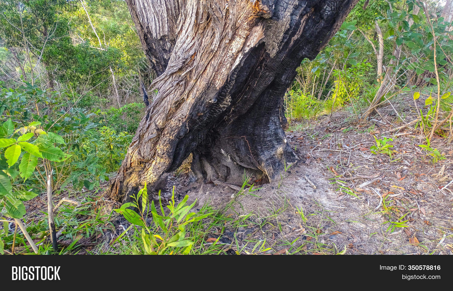 Black Burned Tree Image & Photo (Free Trial) | Bigstock