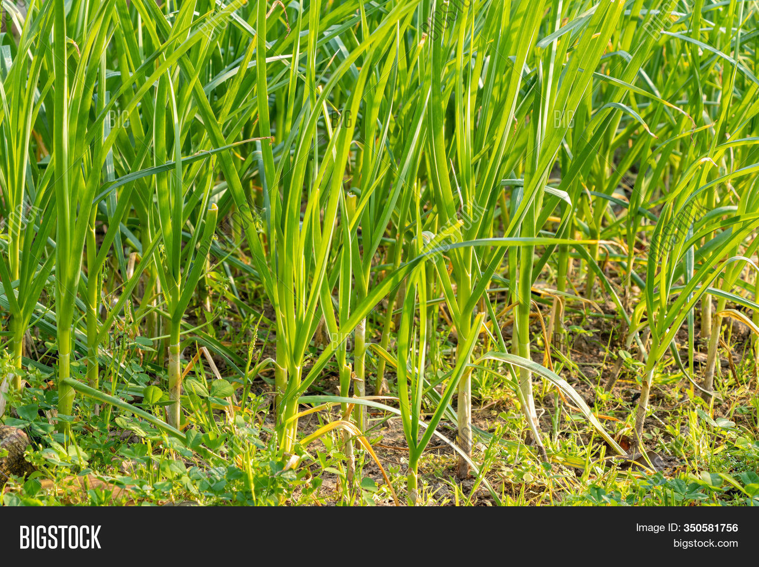 Onion Sprouts Early Image & Photo (Free Trial) | Bigstock