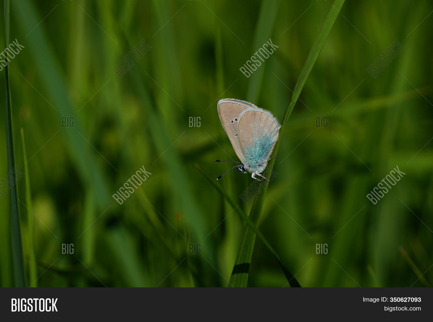 Small Blue Butterfly Image & Photo (Free Trial) | Bigstock