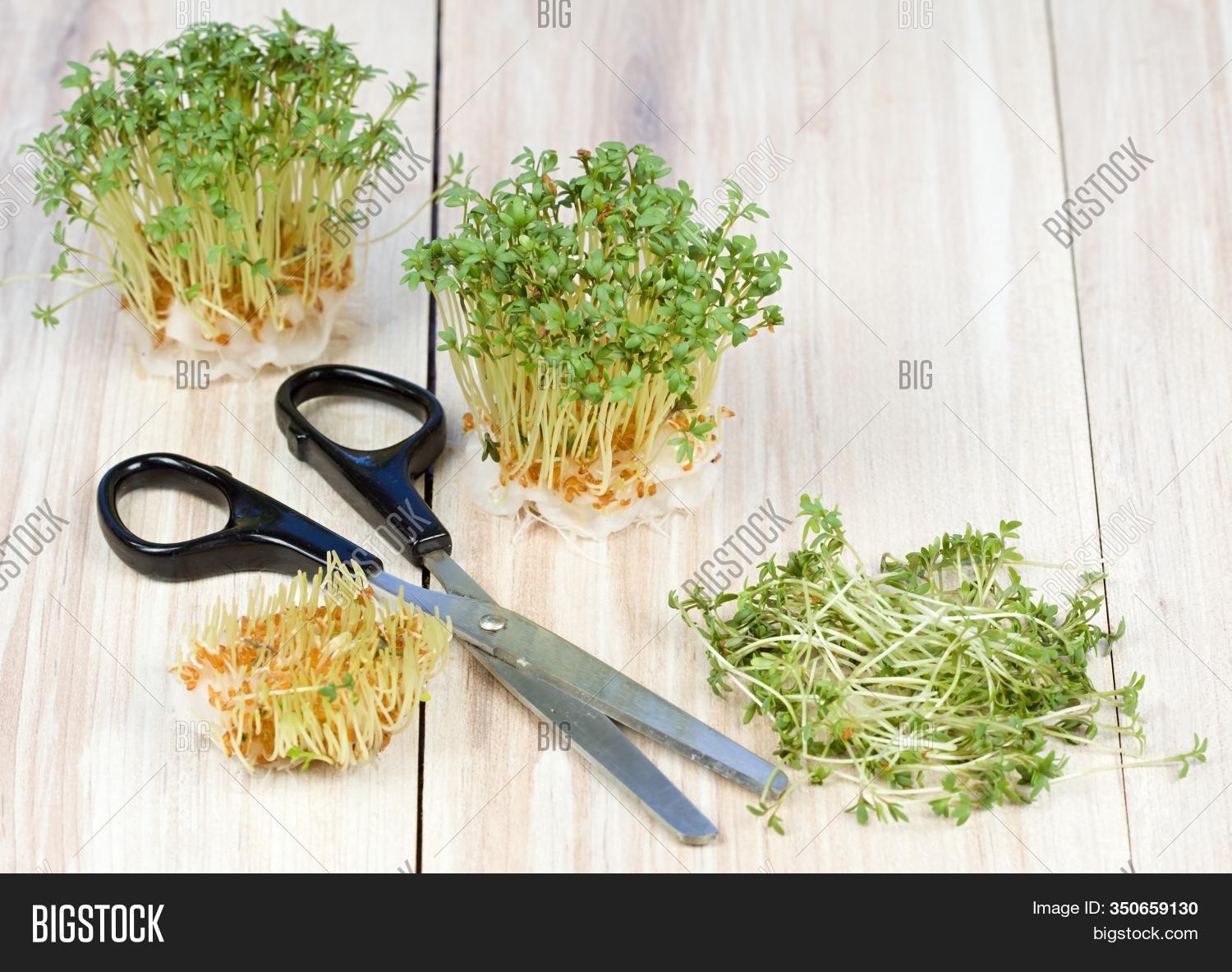 Garden Cress Cut Image & Photo (Free Trial) | Bigstock