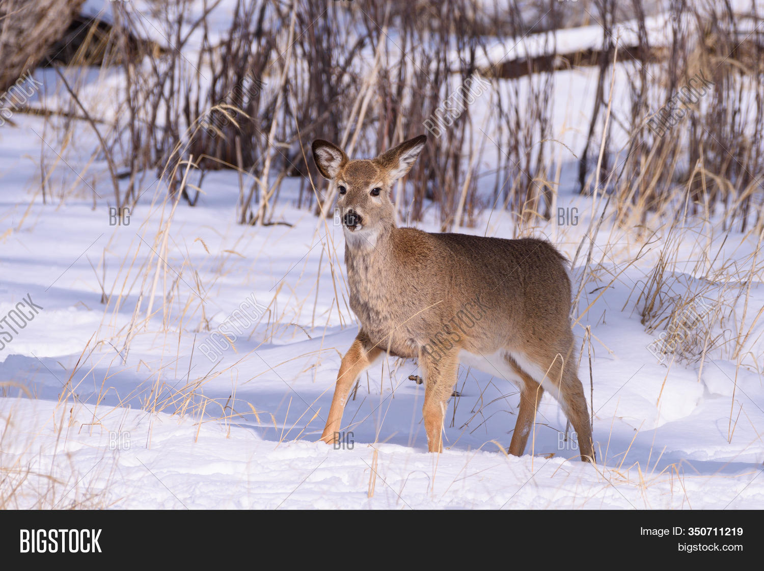 Wildlife Colorado. Image & Photo (Free Trial) | Bigstock