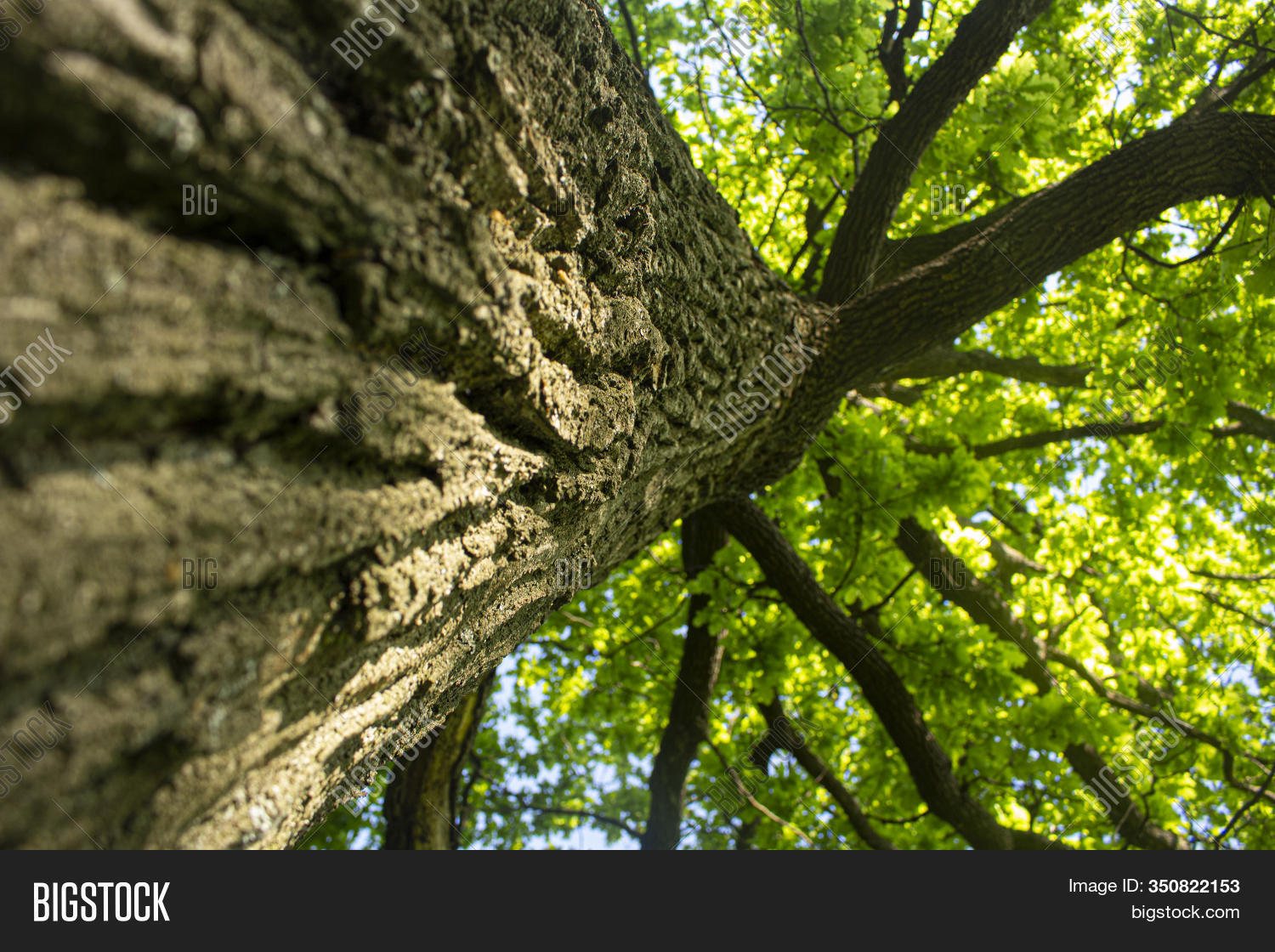 Spreading Oak Image & Photo (Free Trial) | Bigstock