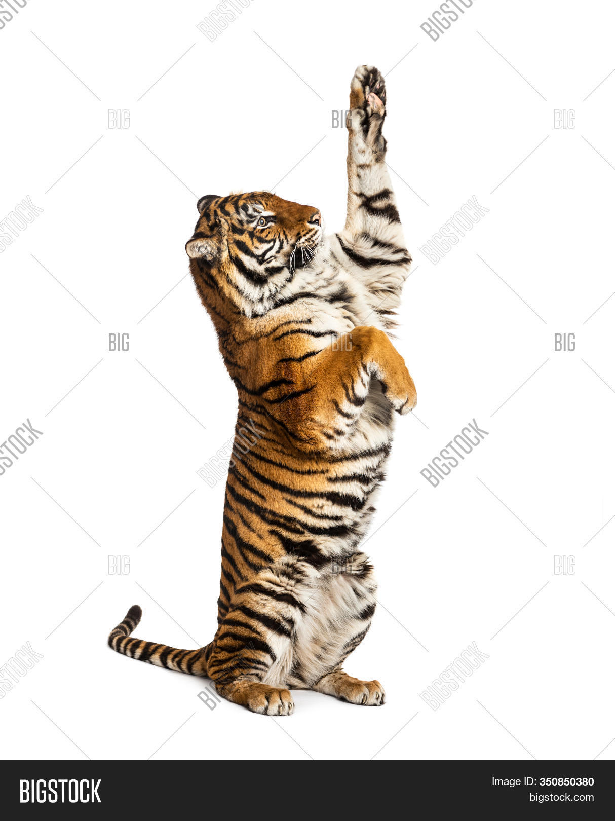 Male Tiger On Hind Image & Photo (Free Trial) | Bigstock