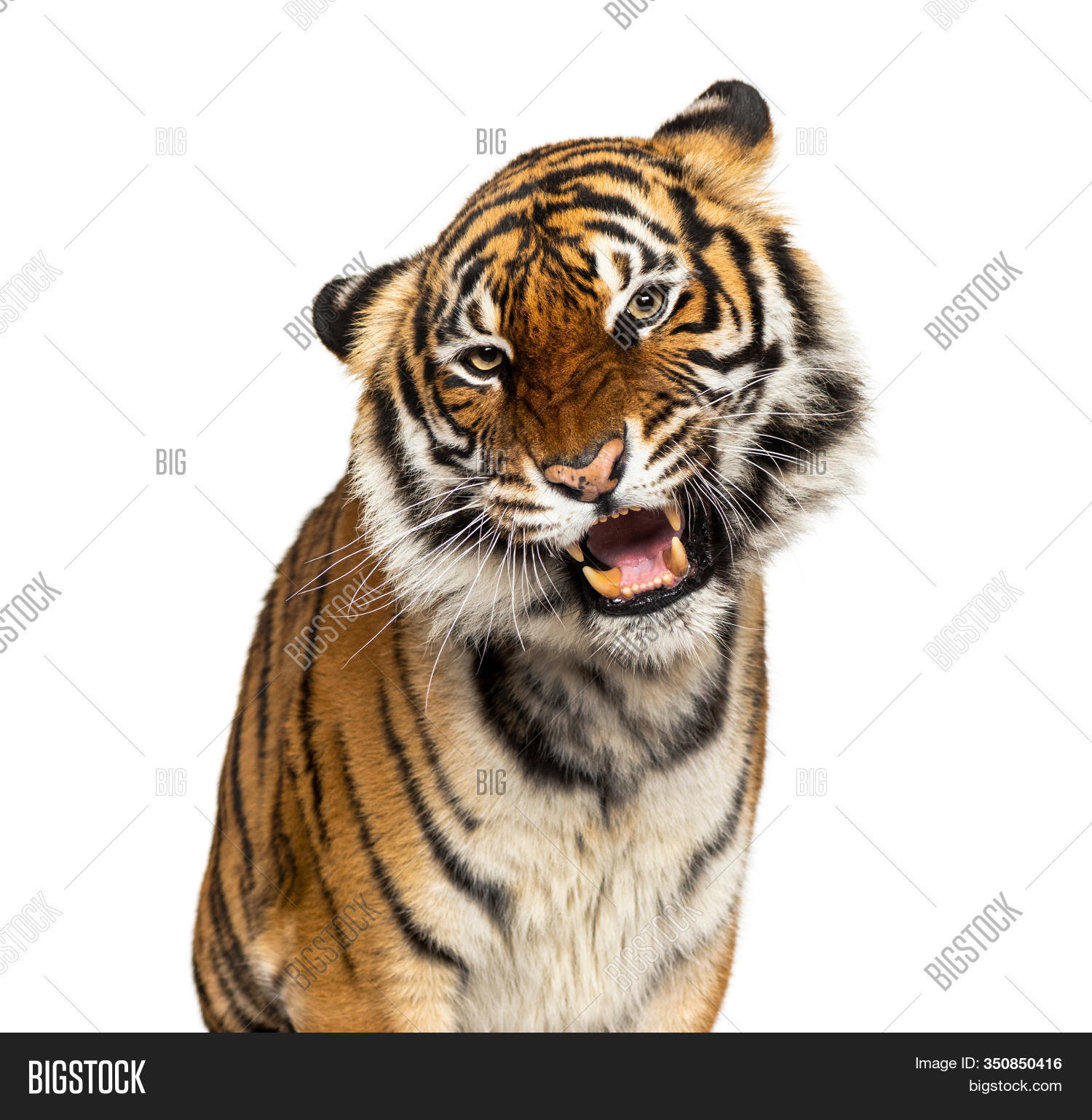Close- On Grumpy Tiger Image & Photo (Free Trial) | Bigstock
