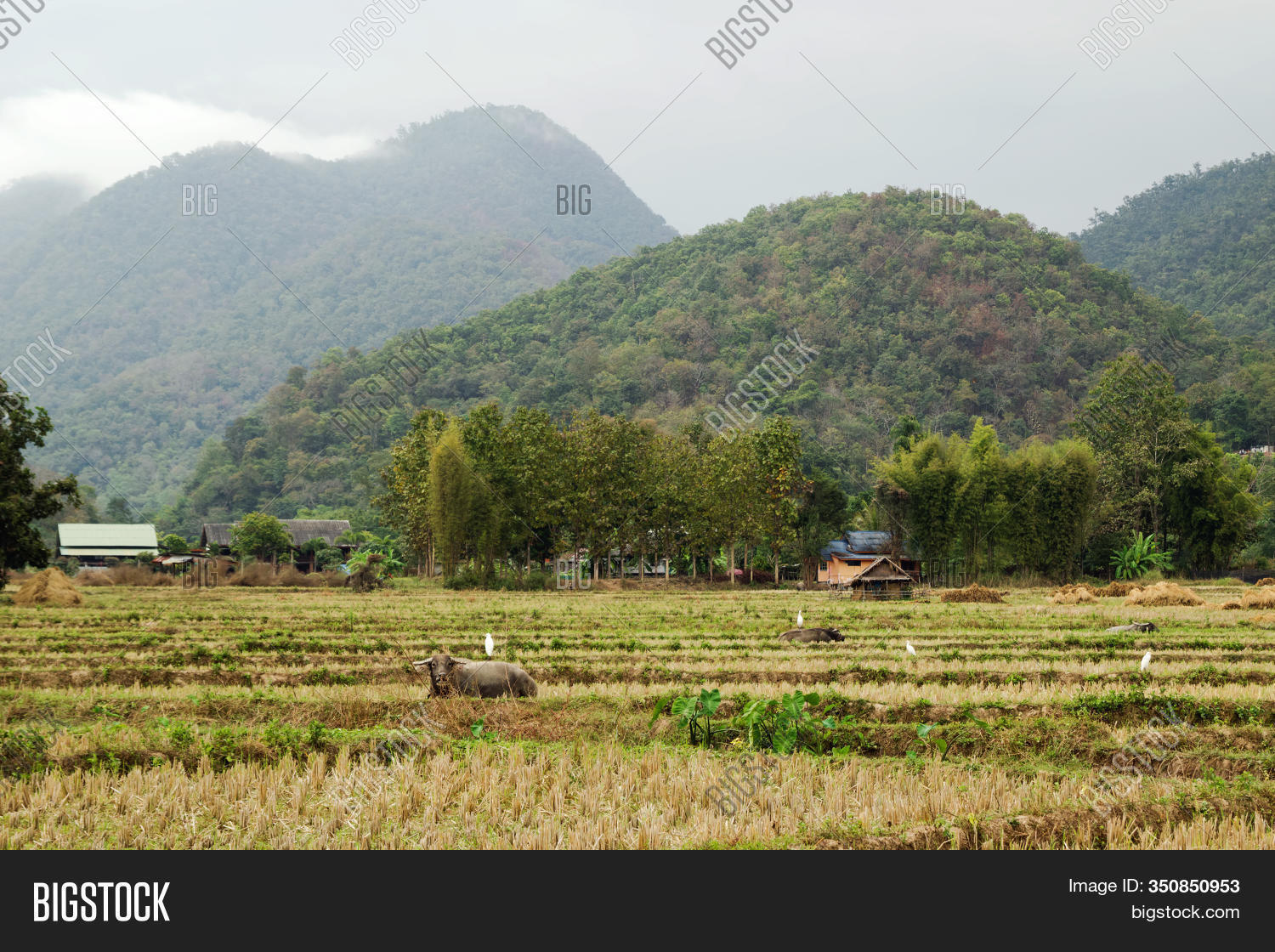 Farm Landscape Dry Image & Photo (Free Trial) | Bigstock