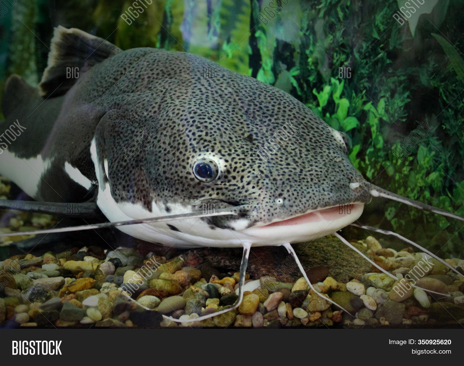 Catfish Ocean Aquarium Image & Photo (Free Trial) | Bigstock