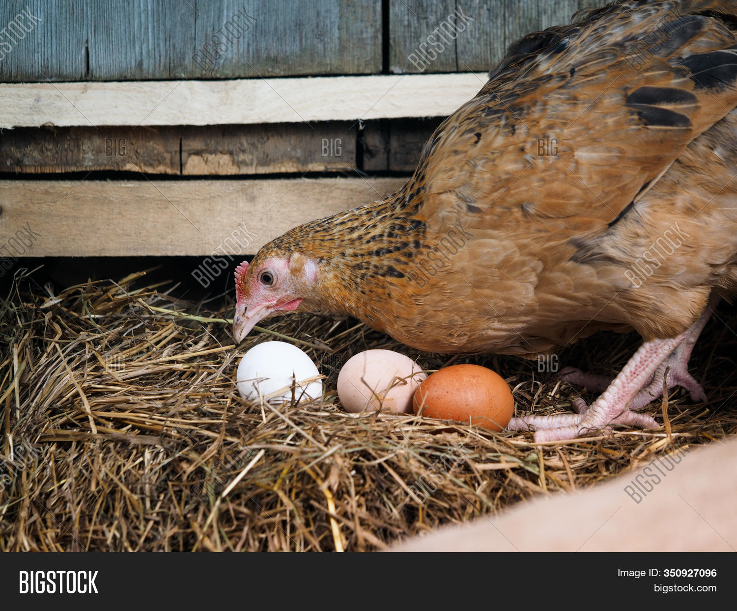 Red Hen On Nest Eggs Image & Photo (Free Trial) | Bigstock