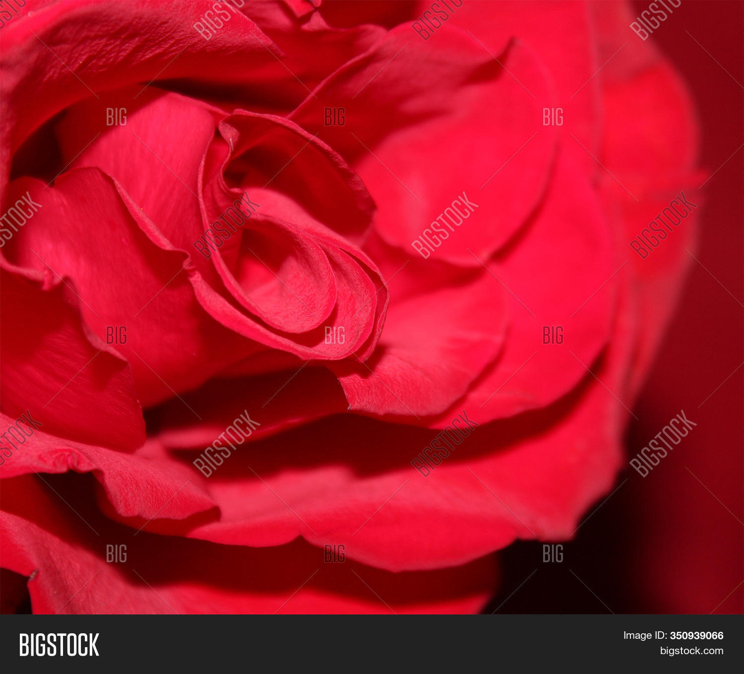 Flourishing Red Rose Image & Photo (Free Trial) | Bigstock