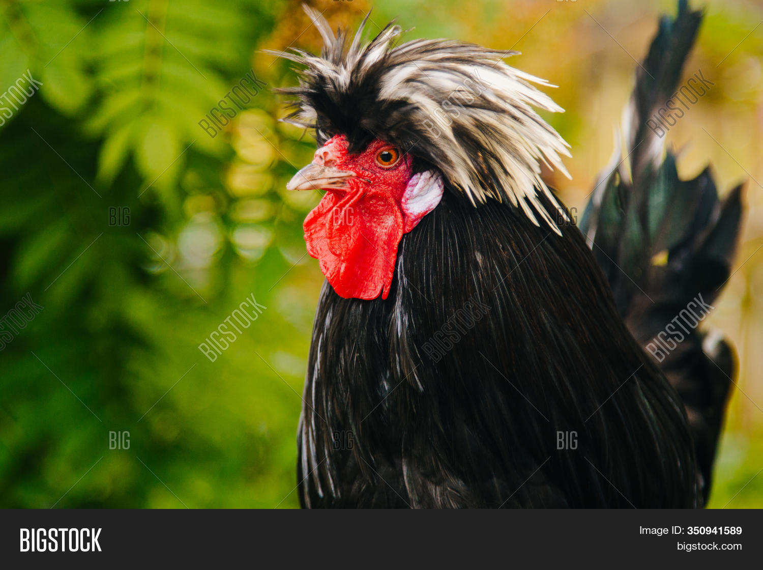 Black Rooster Image & Photo (Free Trial) | Bigstock