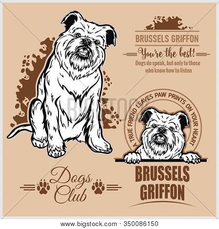 Brussels Griffon - Vector & Photo (Free Trial) | Bigstock