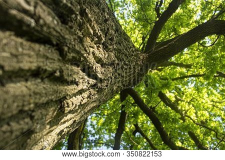Spreading Oak Image & Photo (Free Trial) | Bigstock