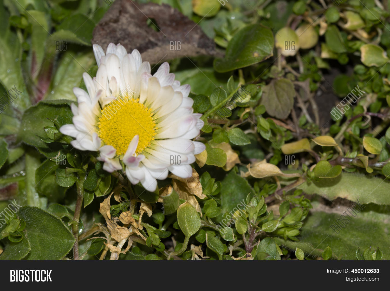 Daisy Very Nice Image & Photo (Free Trial) | Bigstock