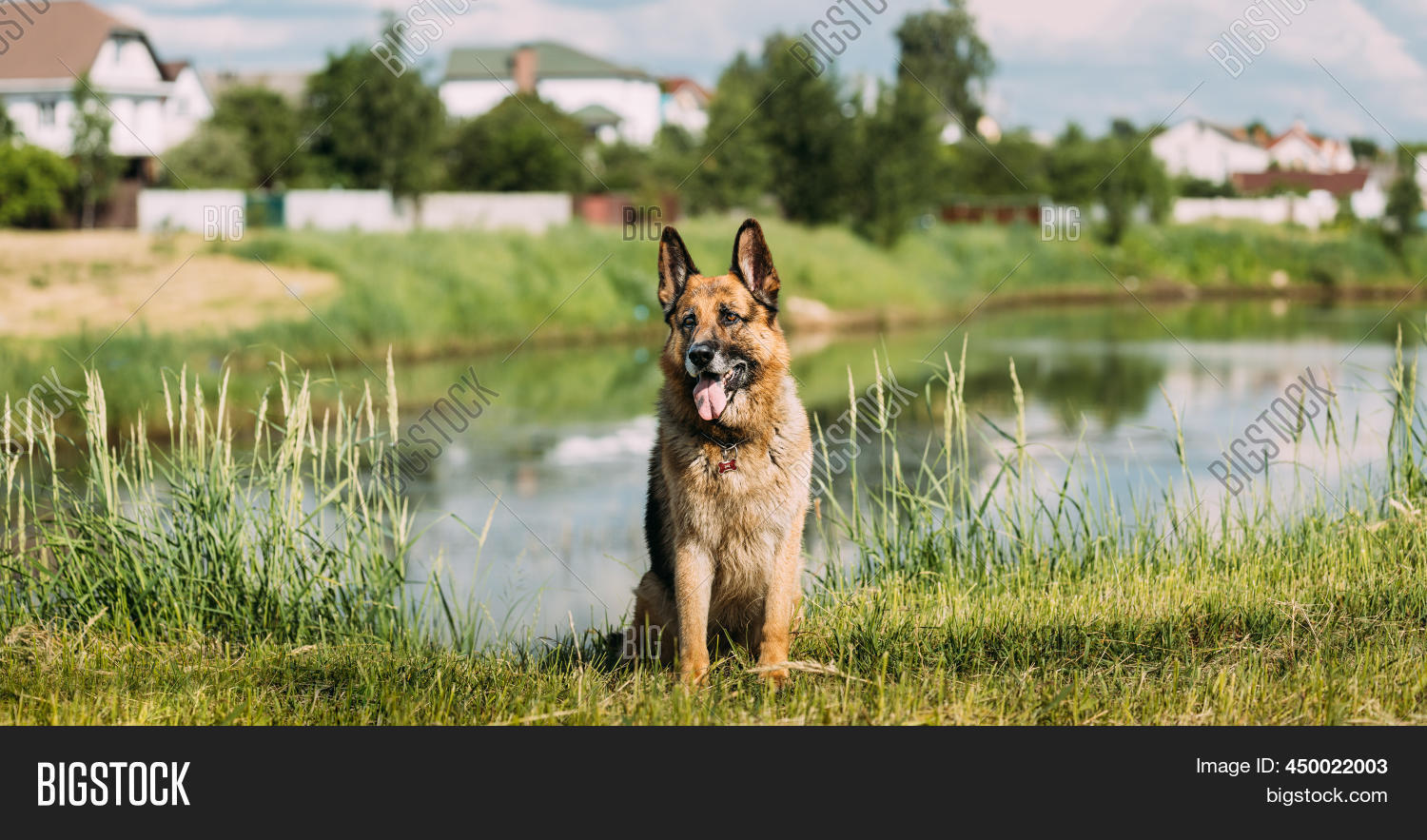 Alsatian Wolf Dog Image & Photo (Free Trial) | Bigstock