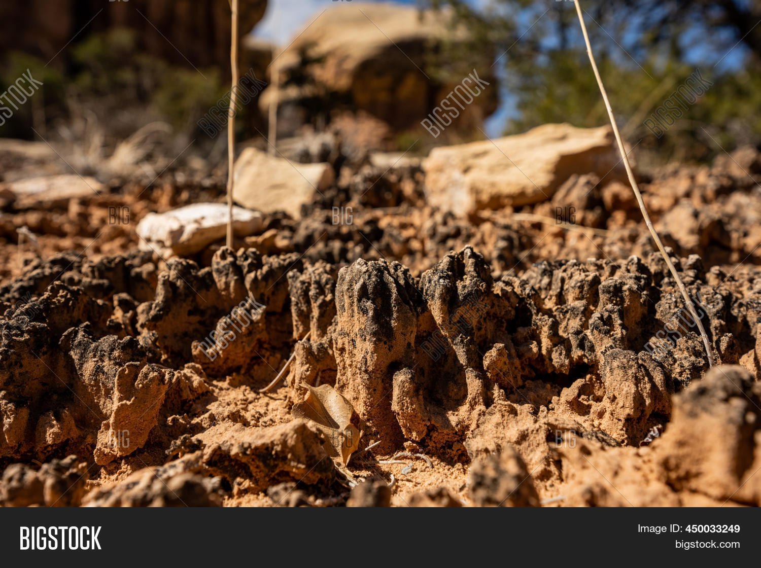 Close Thick Desert Image & Photo (Free Trial) | Bigstock