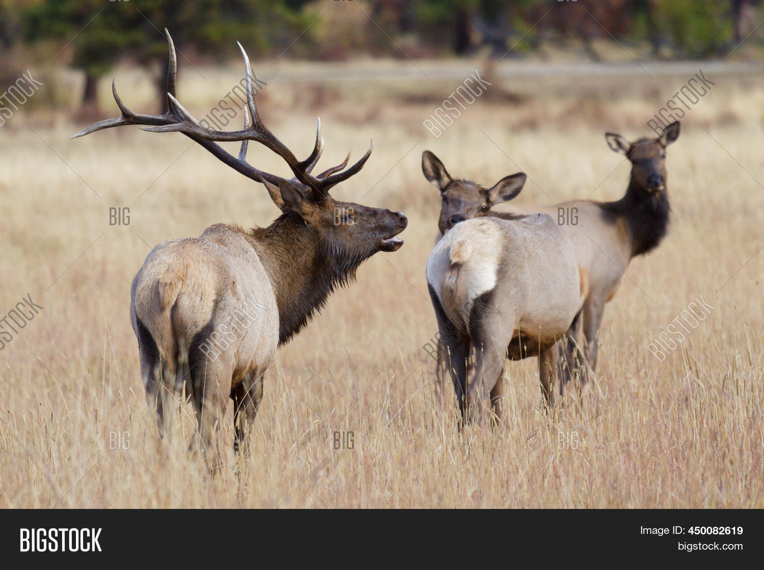 Bull Elk Two Coss Image & Photo (Free Trial) | Bigstock