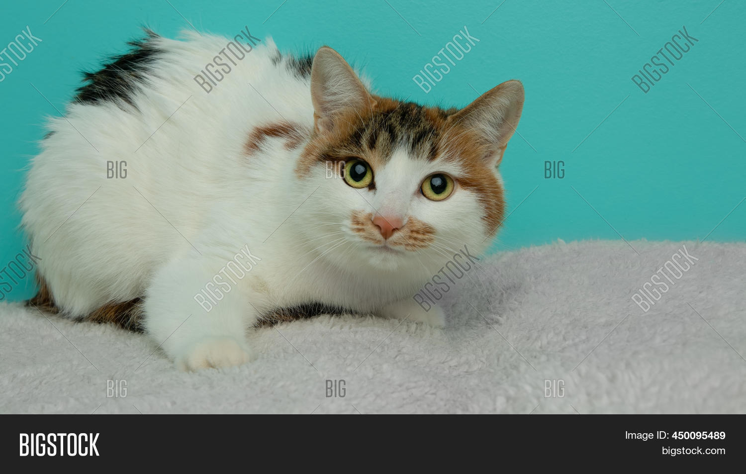 Cute Calico Cat Lying Image & Photo (Free Trial) | Bigstock