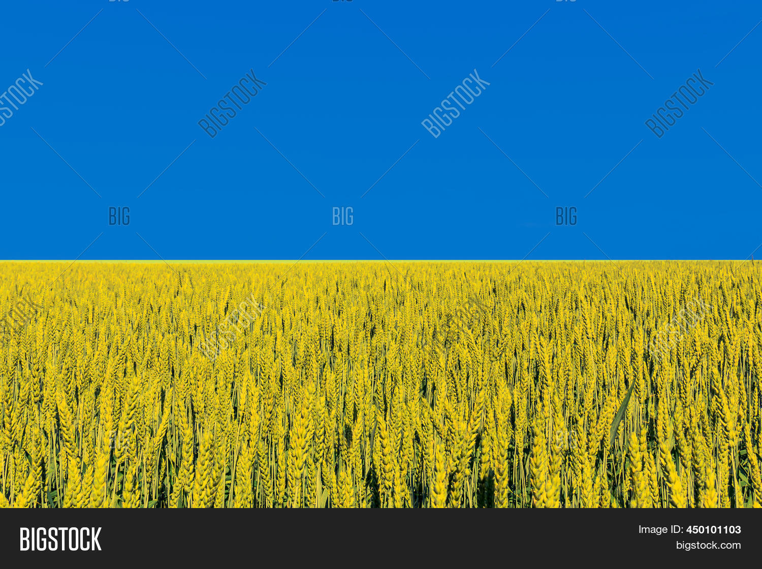 Ukrainian Flag Wheat Image & Photo (Free Trial) | Bigstock