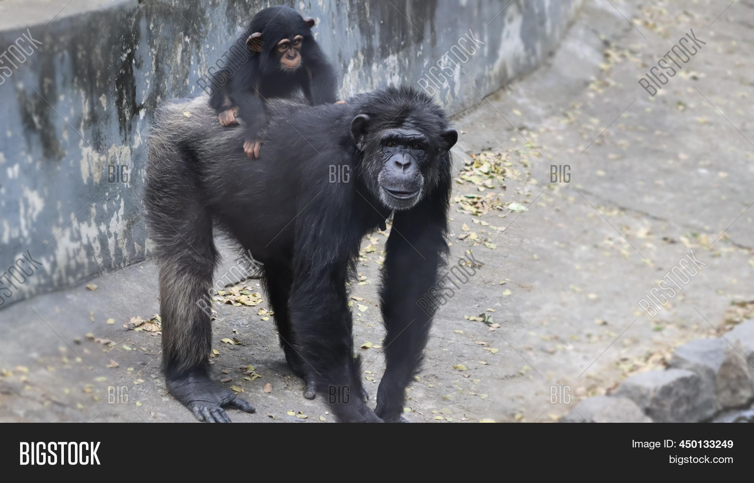 Human Ape Mother Her Image & Photo (Free Trial) | Bigstock