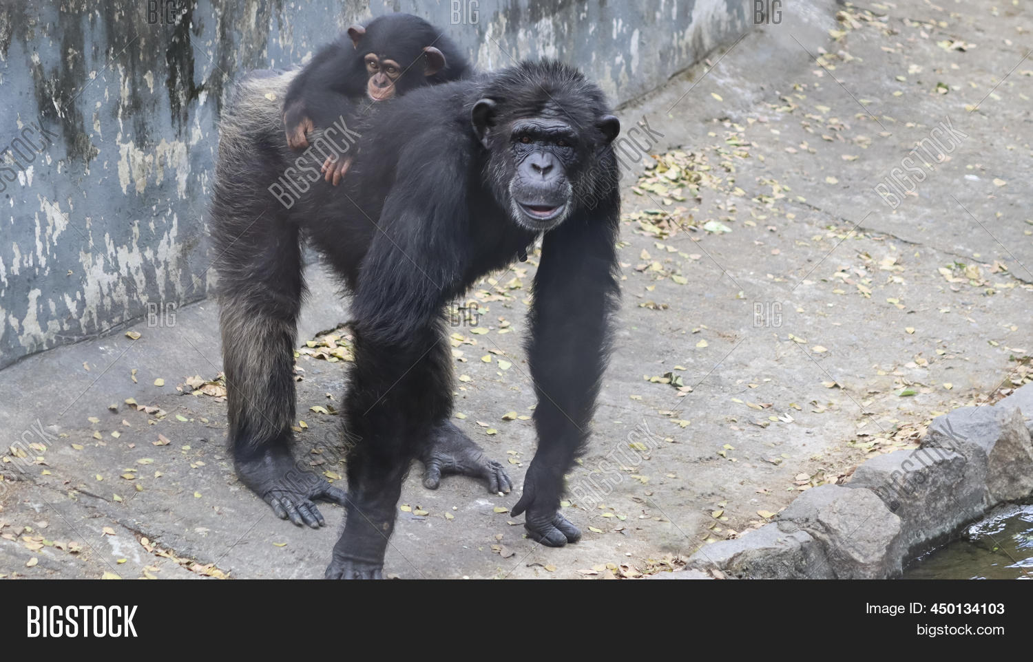 Human Ape Mother Her Image & Photo (Free Trial) | Bigstock