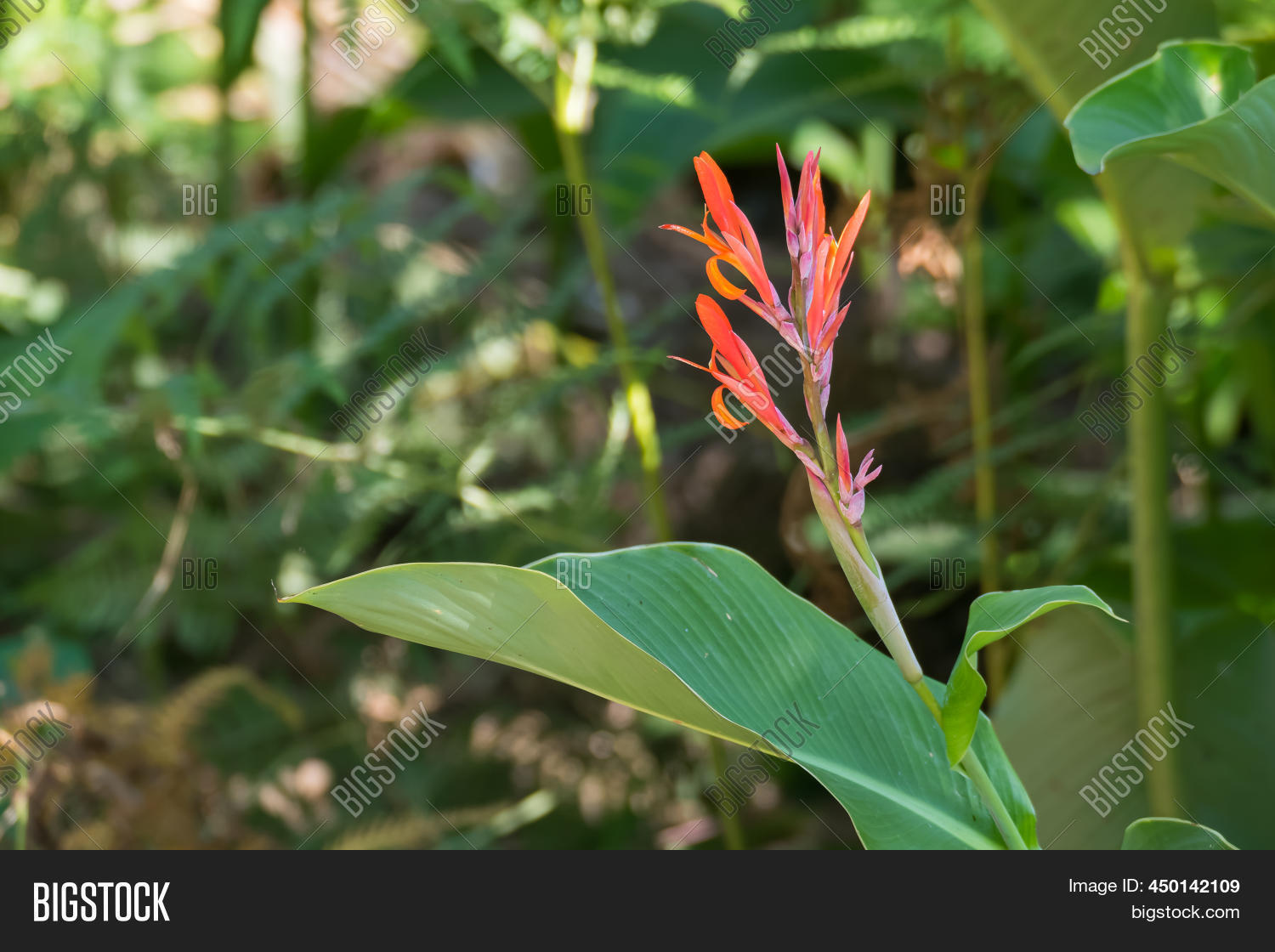 Indian Shot Plant Image & Photo (Free Trial) | Bigstock