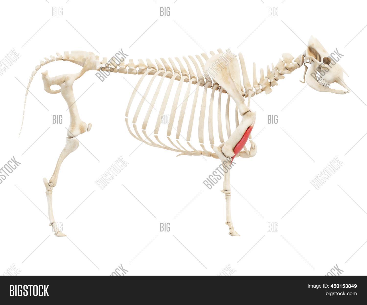 3d Rendered Anatomy Image & Photo (Free Trial) | Bigstock
