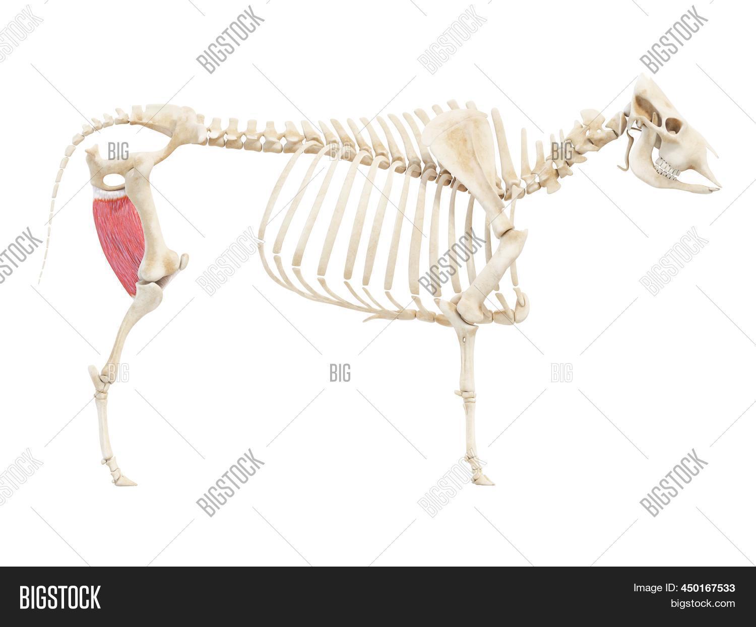 3d Rendered Anatomy Image & Photo (Free Trial) | Bigstock