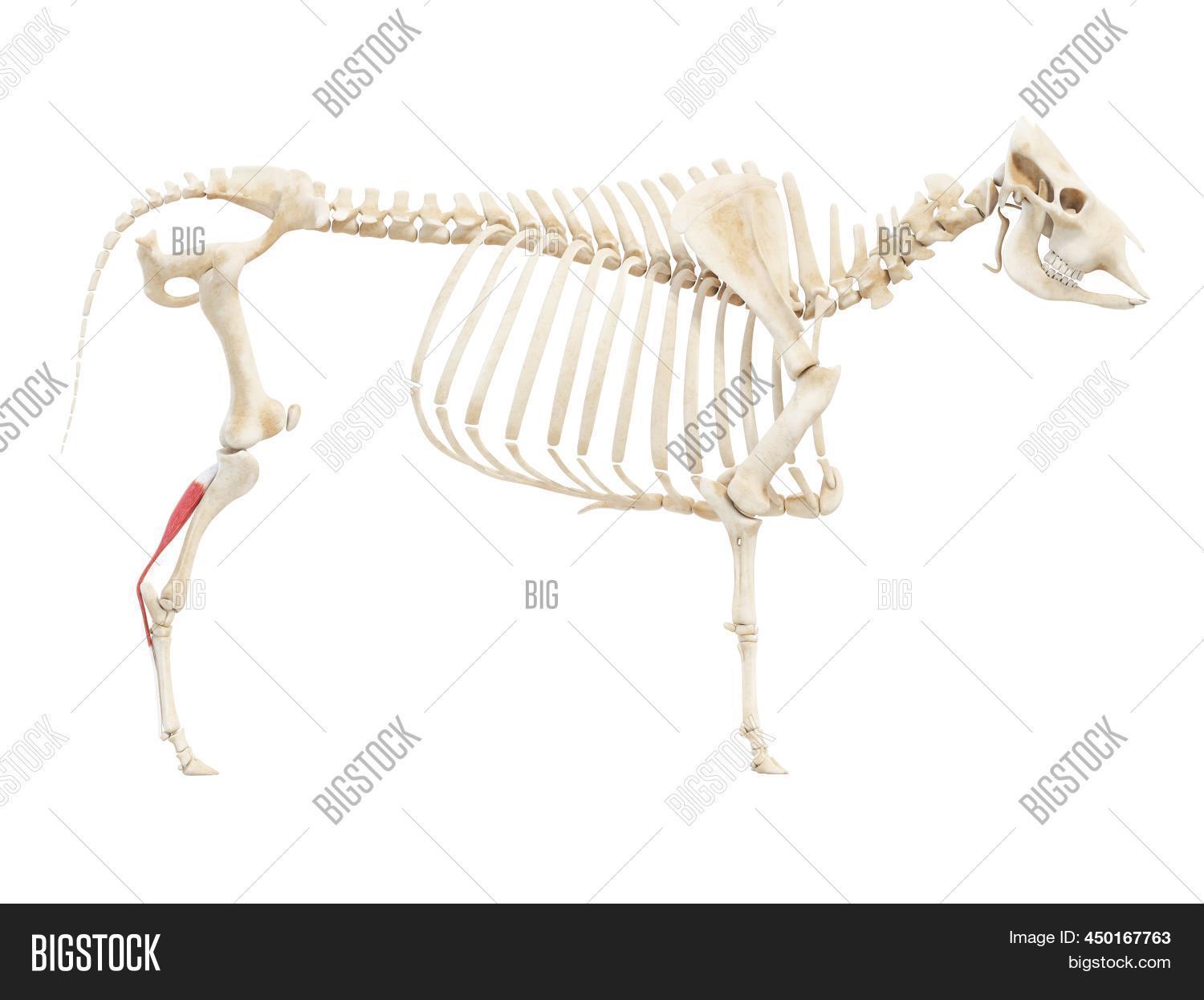 3d Rendered Anatomy Image & Photo (Free Trial) | Bigstock
