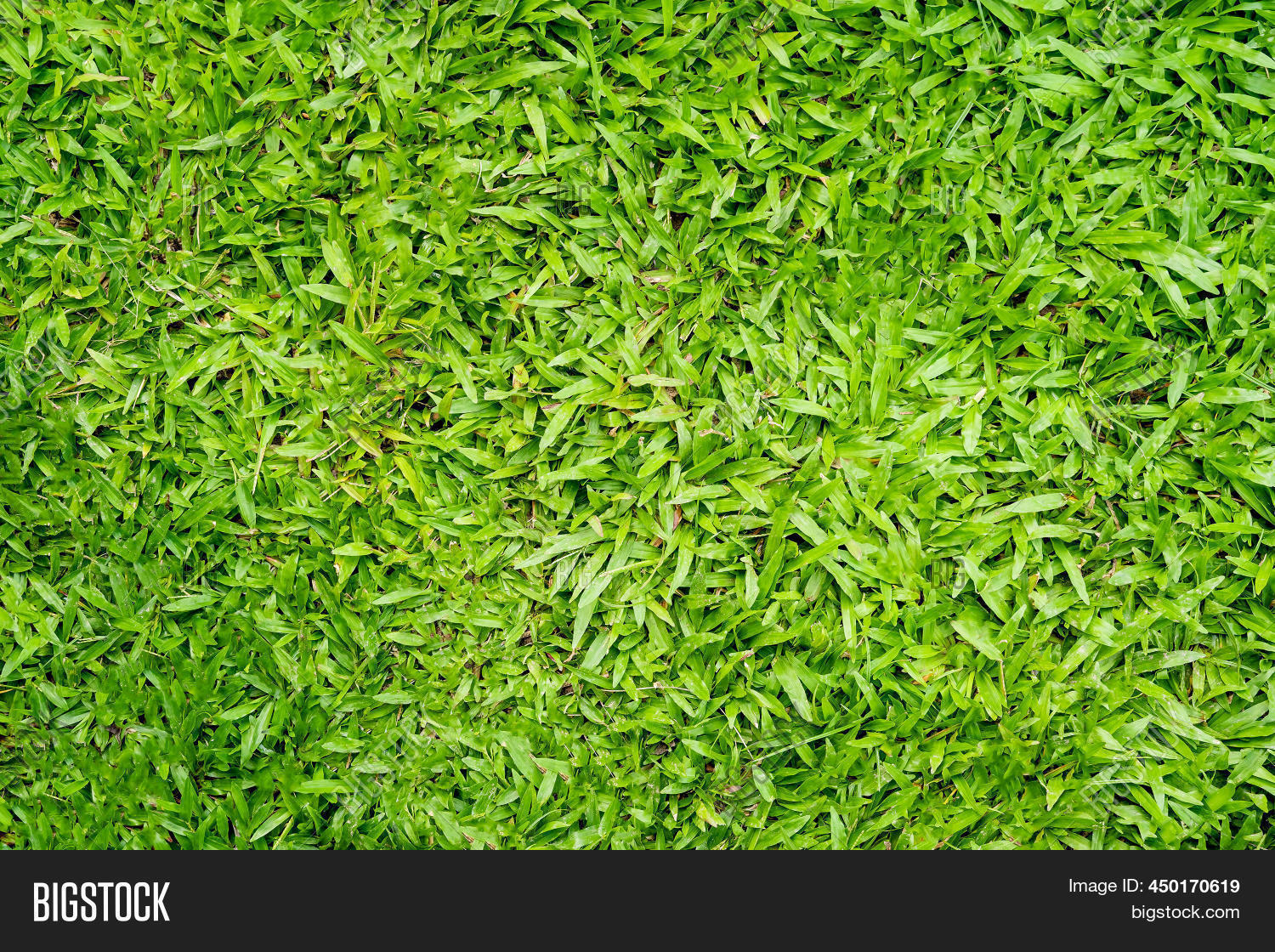 Green Grass Texture Image & Photo (Free Trial) | Bigstock