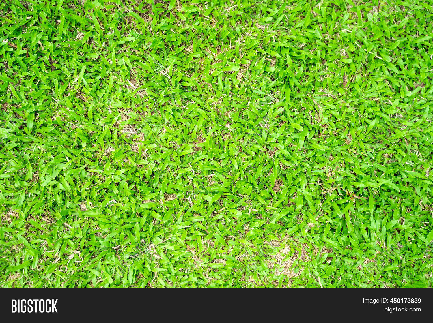 Green Grass Texture Image & Photo (Free Trial) | Bigstock
