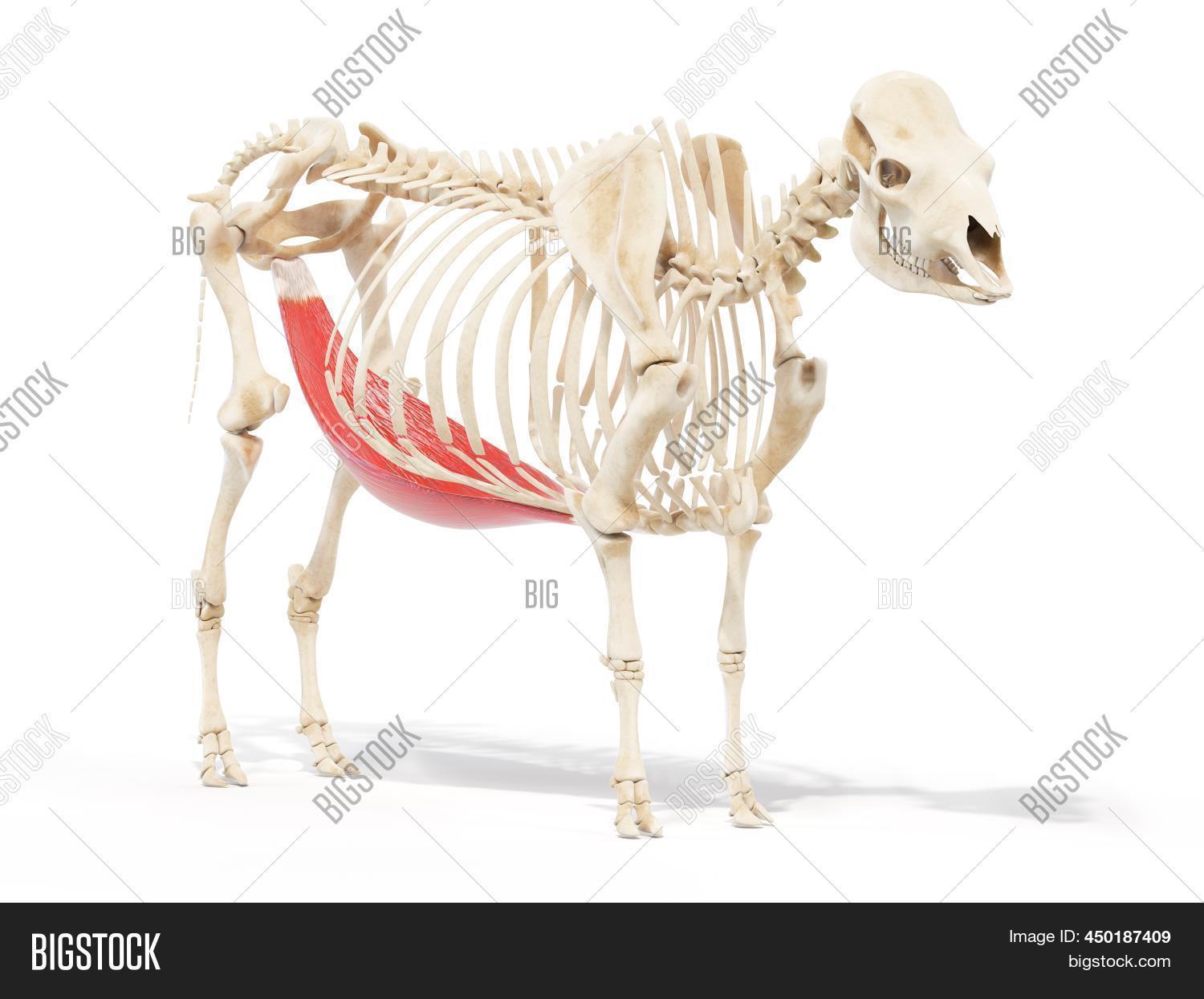 3d Rendered Anatomy Image & Photo (Free Trial) | Bigstock