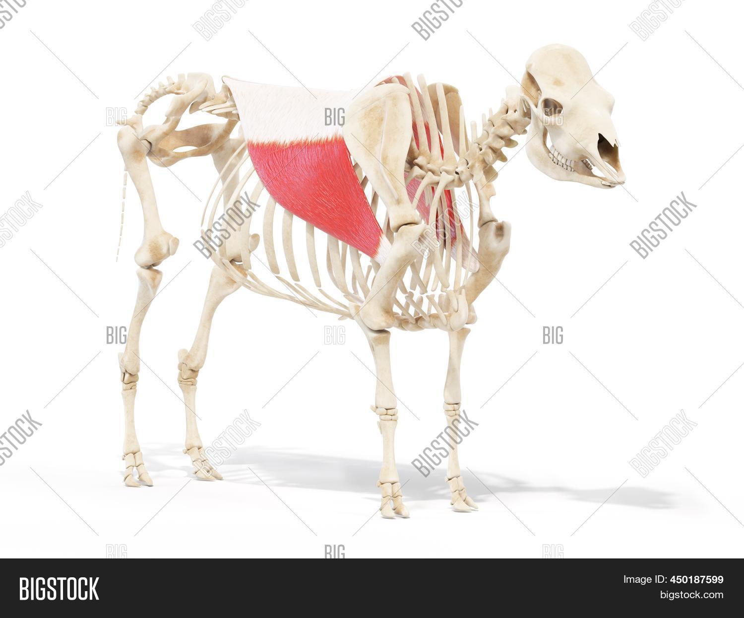 3d Rendered Anatomy Image & Photo (Free Trial) | Bigstock