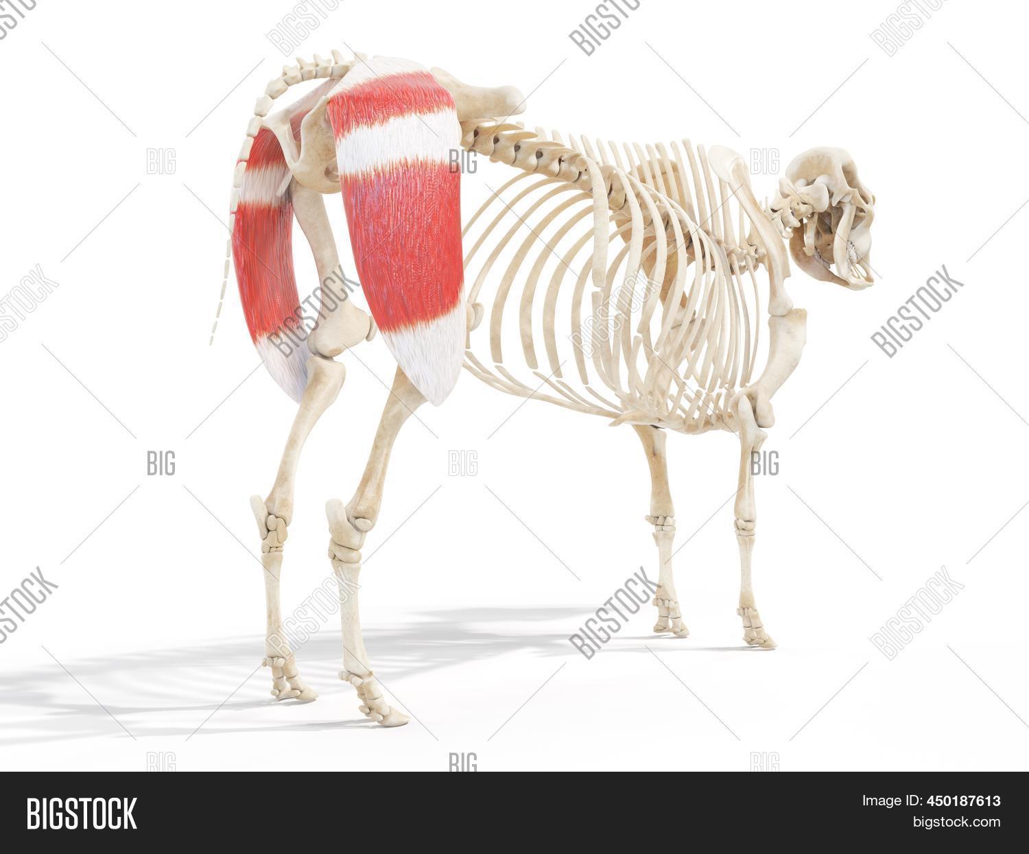 3d Rendered Anatomy Image & Photo (Free Trial) | Bigstock