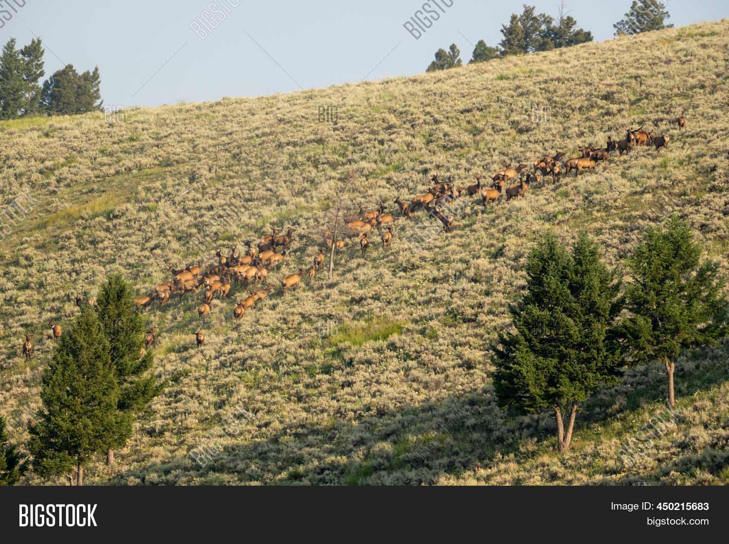 Herd Elk Climb Image & Photo (Free Trial) | Bigstock