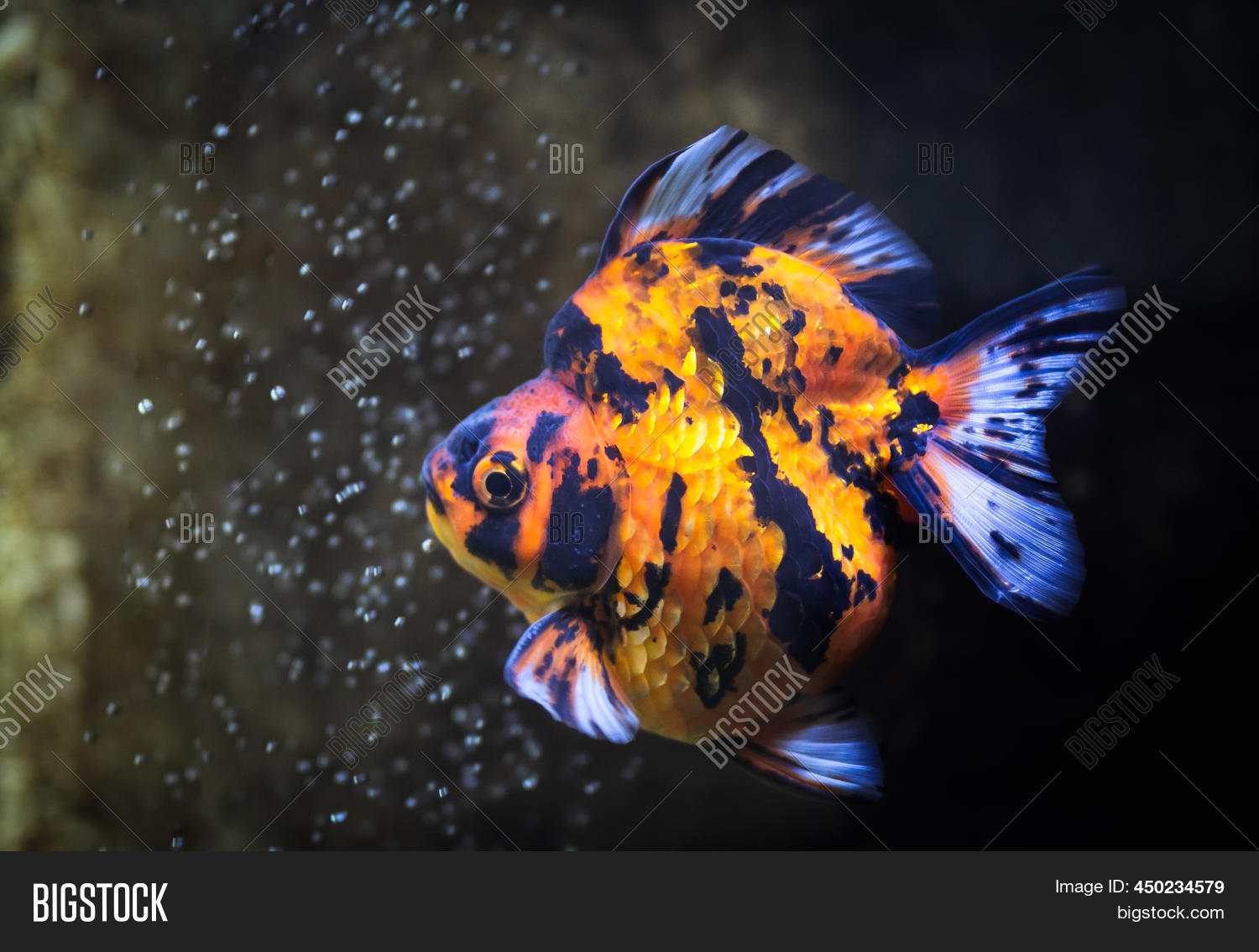 Colorful Goldfish Image & Photo (Free Trial) | Bigstock