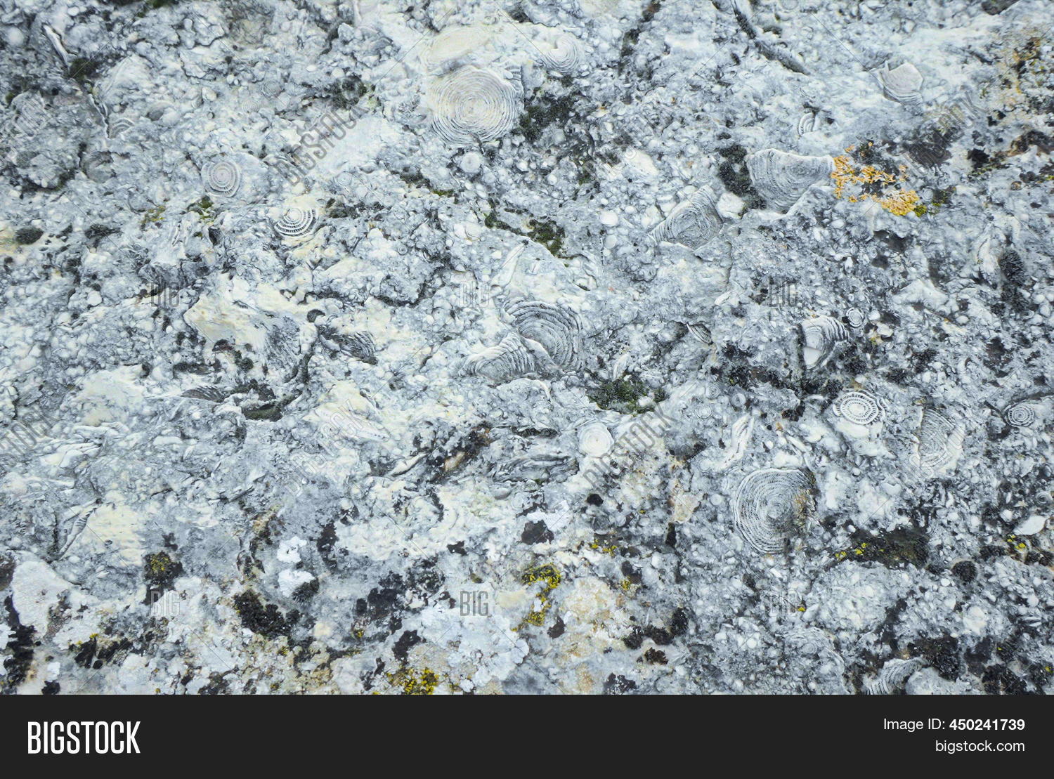 Extinct. Fossils Image & Photo (Free Trial) | Bigstock