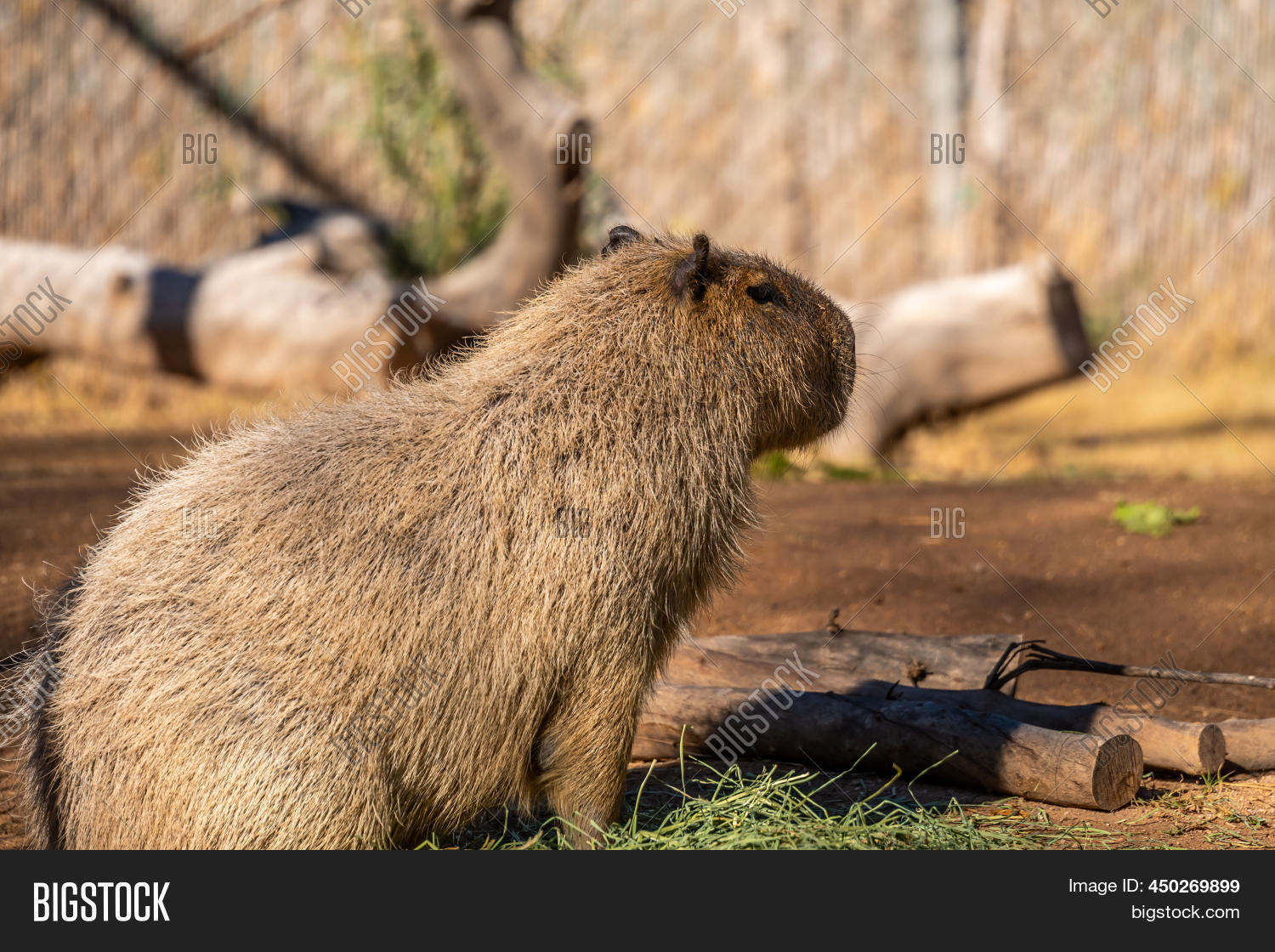 Furry Greater Capybara Image & Photo (Free Trial) | Bigstock