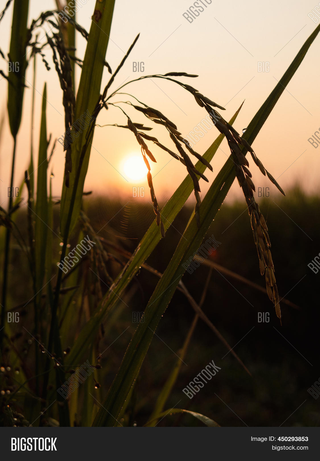Silhouette Paddy Plant Image & Photo (Free Trial) | Bigstock