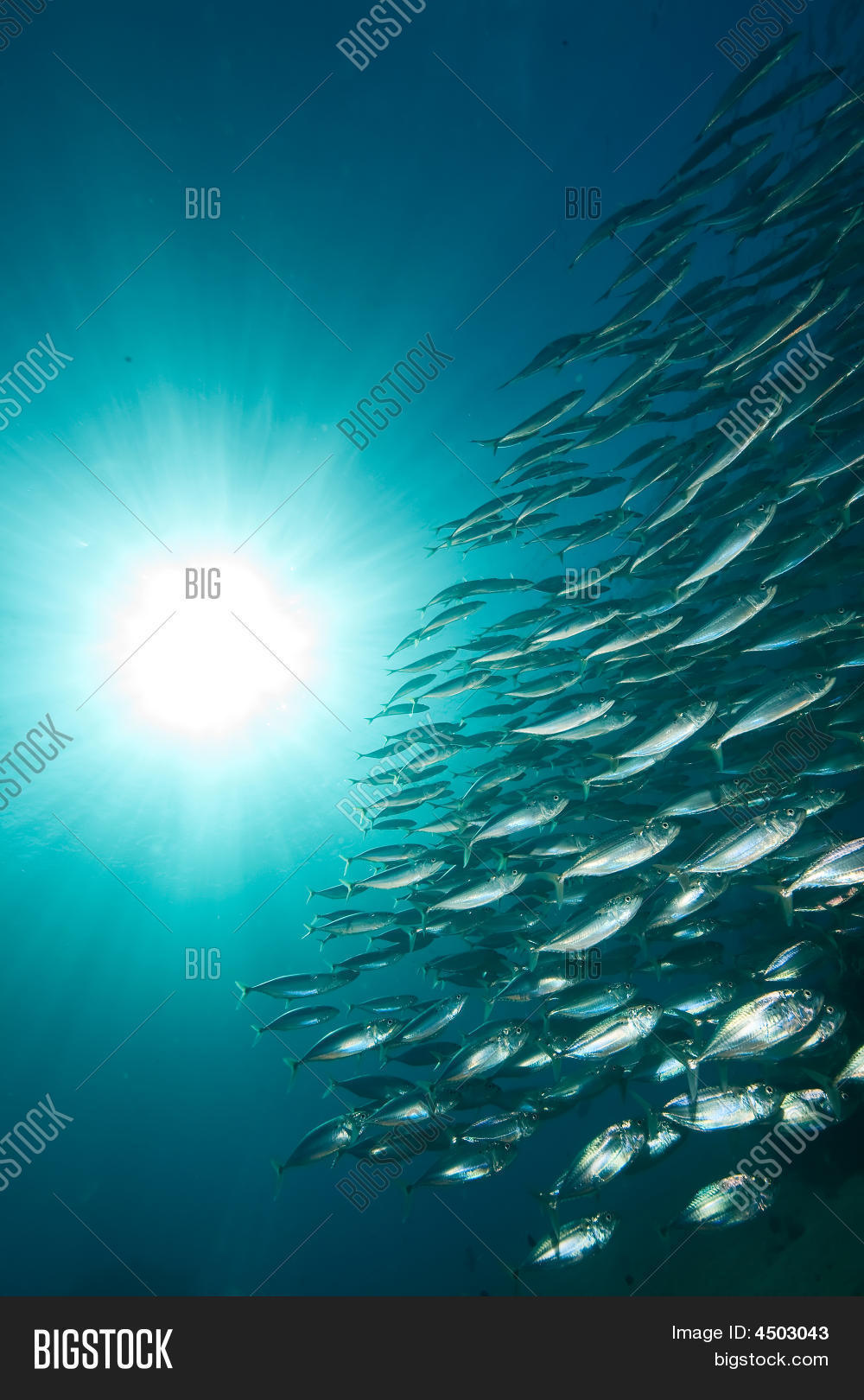 Striped Mackerel Image & Photo (Free Trial) | Bigstock