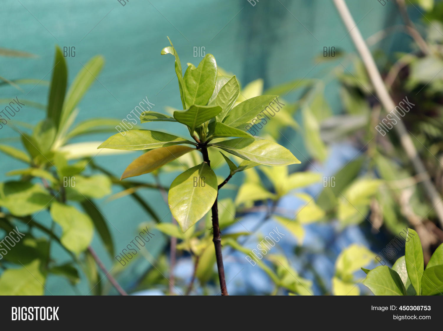 Chandni Flower Tree Image & Photo (Free Trial) | Bigstock