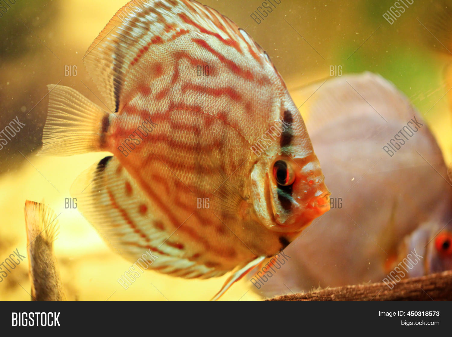 Portrait Discus Discus Image & Photo (Free Trial) | Bigstock