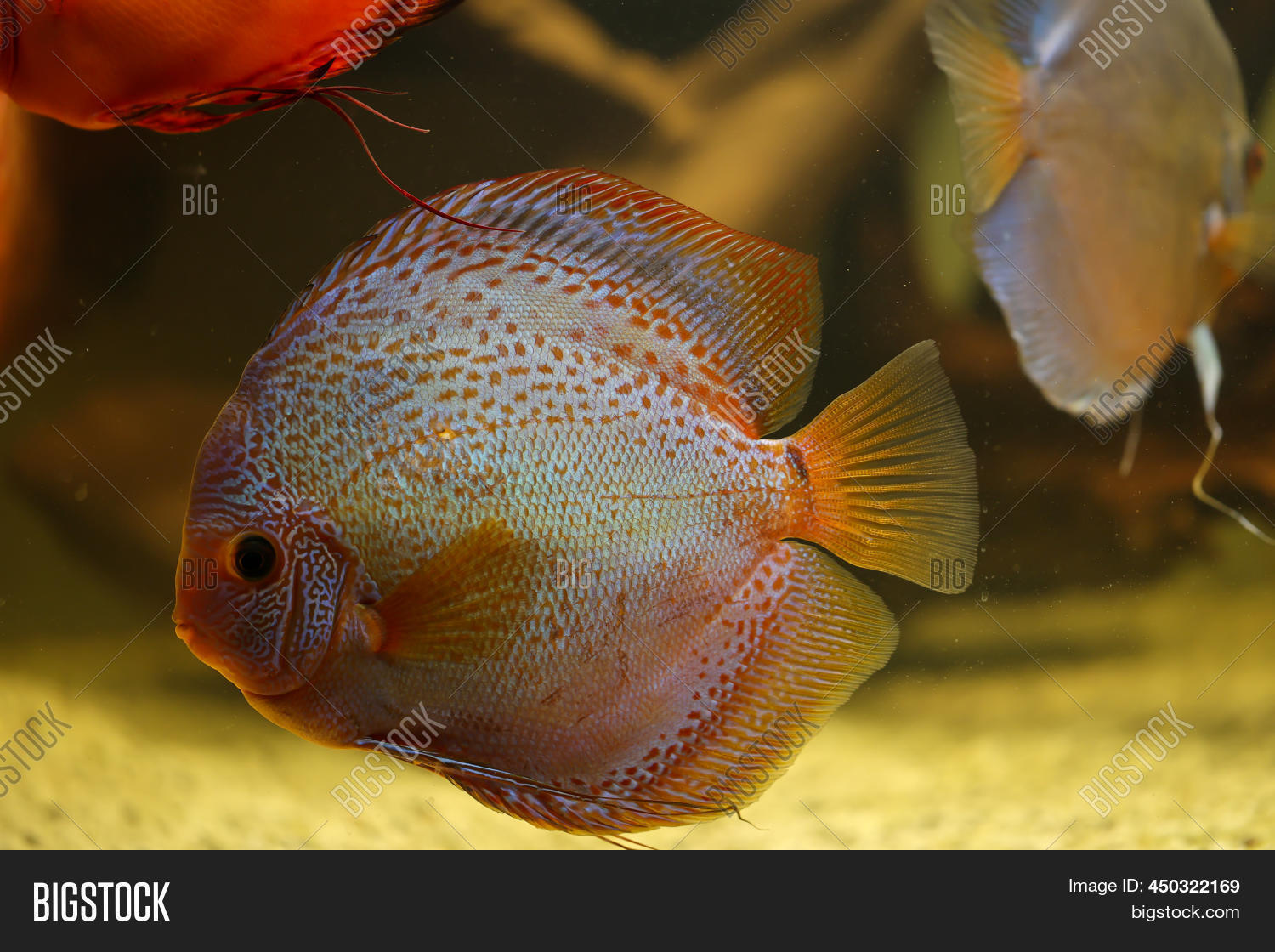 Portrait Discus Discus Image & Photo (Free Trial) | Bigstock