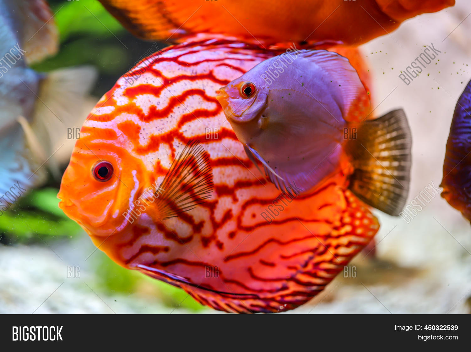 Portrait Discus Discus Image & Photo (Free Trial) | Bigstock
