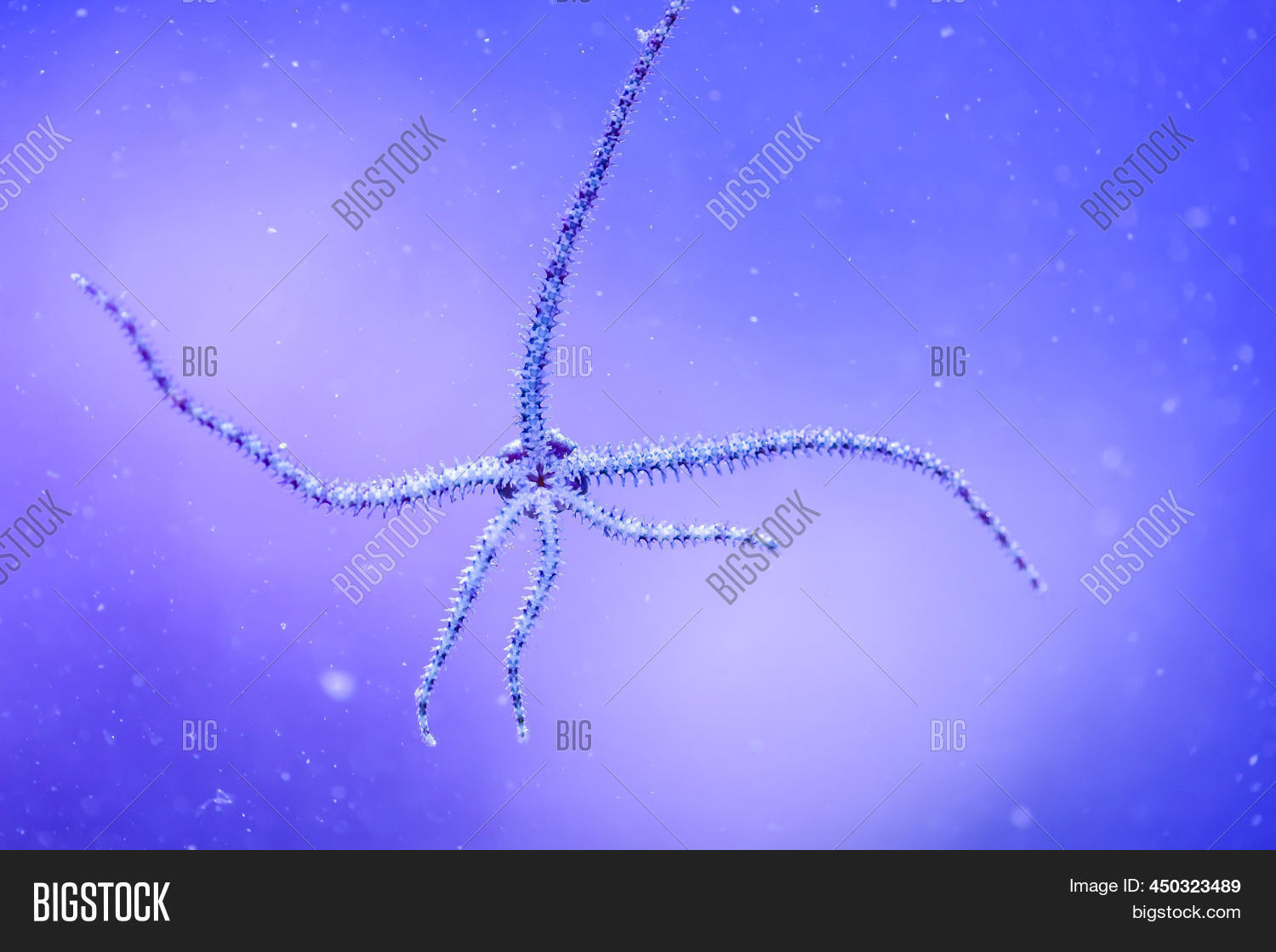 Snake Starfish Six Image & Photo (Free Trial) | Bigstock